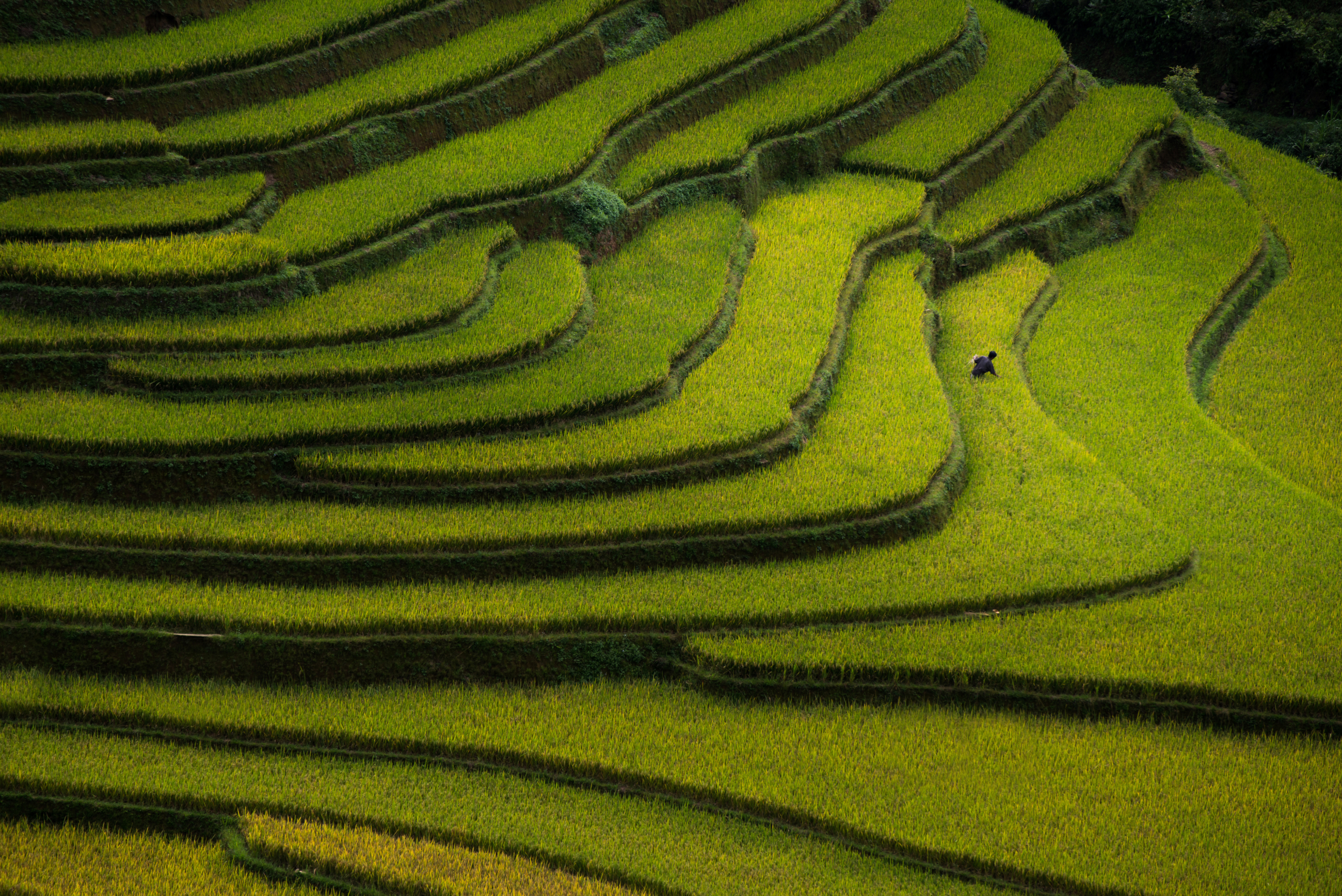 Rice fields on terraced in Vietnam. - Wasafiri Consulting